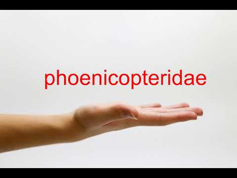 How to Pronounce phoenicopteridae - American English