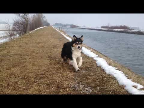 Sause-Maus | Dogs are my obsession. My life!