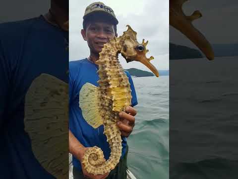 Giant Seahorse Caught on Camera! ????????