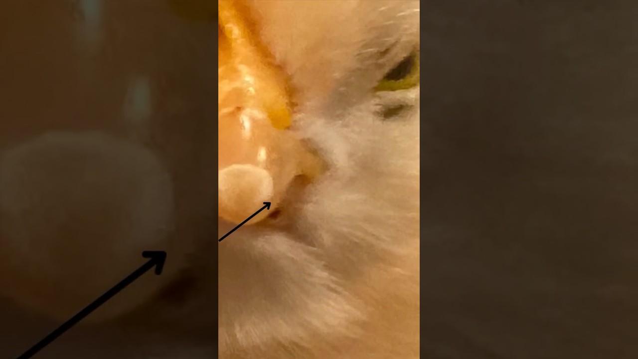 Chicken quiz 4 #chickens