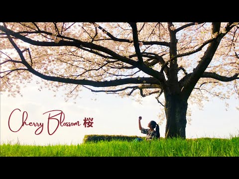 Beautiful cherry Blossom in Saitama, Japan (Iruma riverside) 桜 🌸🌸