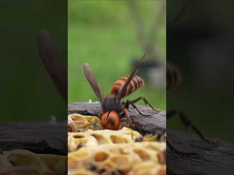 Giant Hornet's Powerful Mandibles