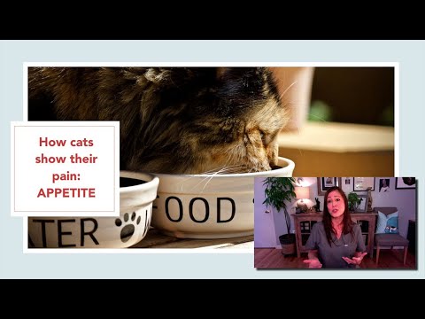 When is it Time? Understanding Your Pet’s Pain as it Relates to Quality ...