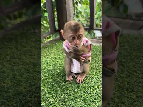 Good morning my love #trending #monkey #viralshorts #pets #funny #cute #tiktok #viralreels #shorts
