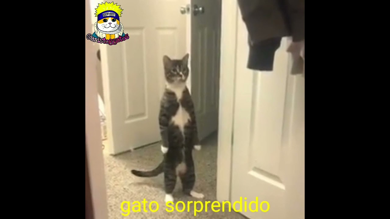 gato sorprendido