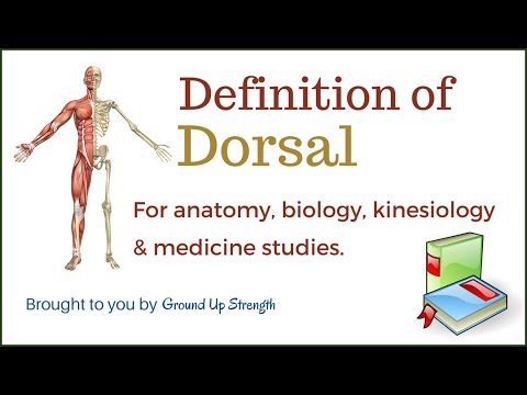 Dorsal Definition (Anatomy, Biology, Medicine, Kinesiology)