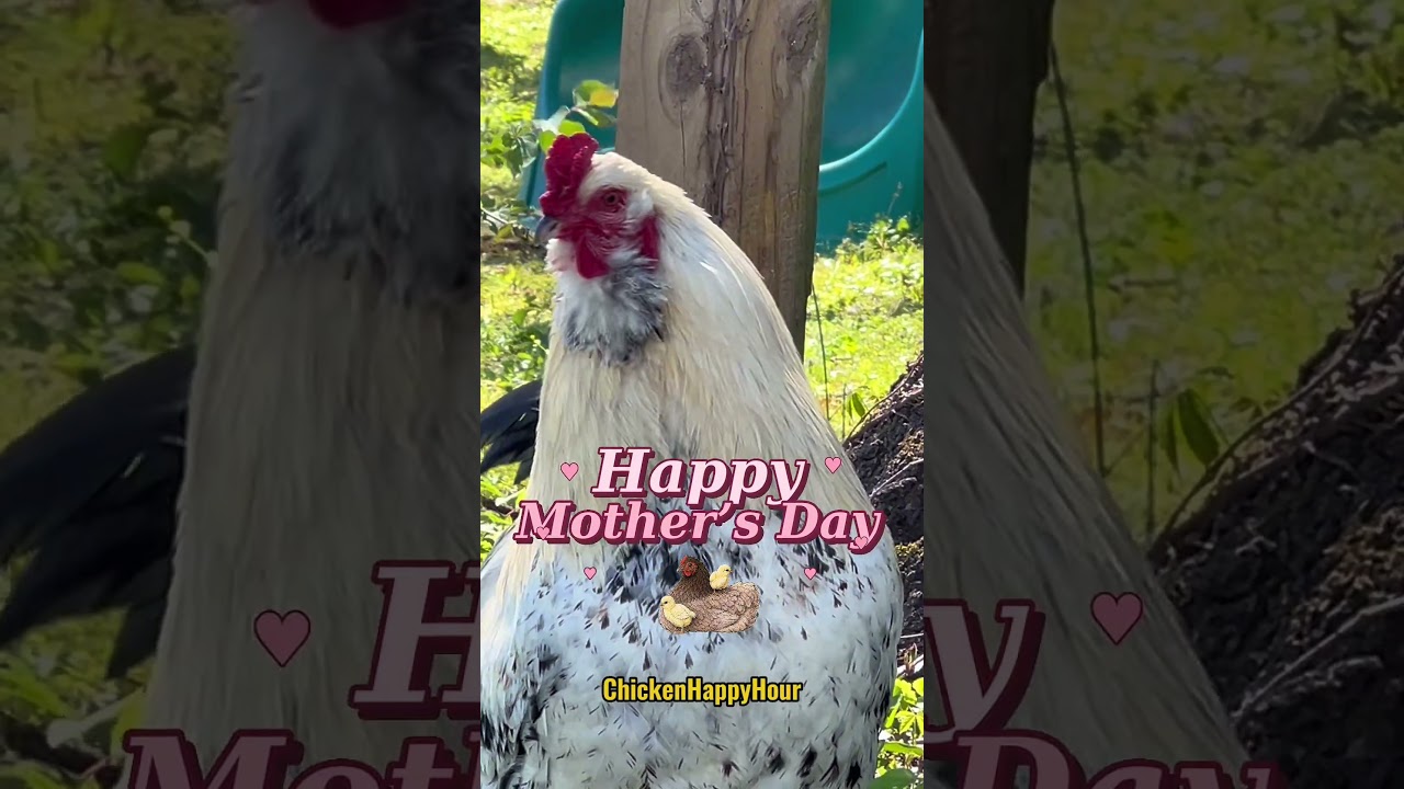 Happy Mother’s Day! 🐔🐥💐 #mothersday #mom #momlife #memesdaily #rooster #chickens