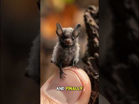 🐢 The Smallest Creatures on Earth: Tiny Wonders You Won’t Believe! #shorts