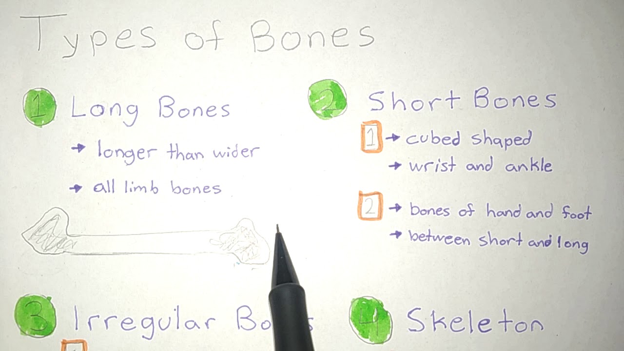 Bone Classification | Biomechanics