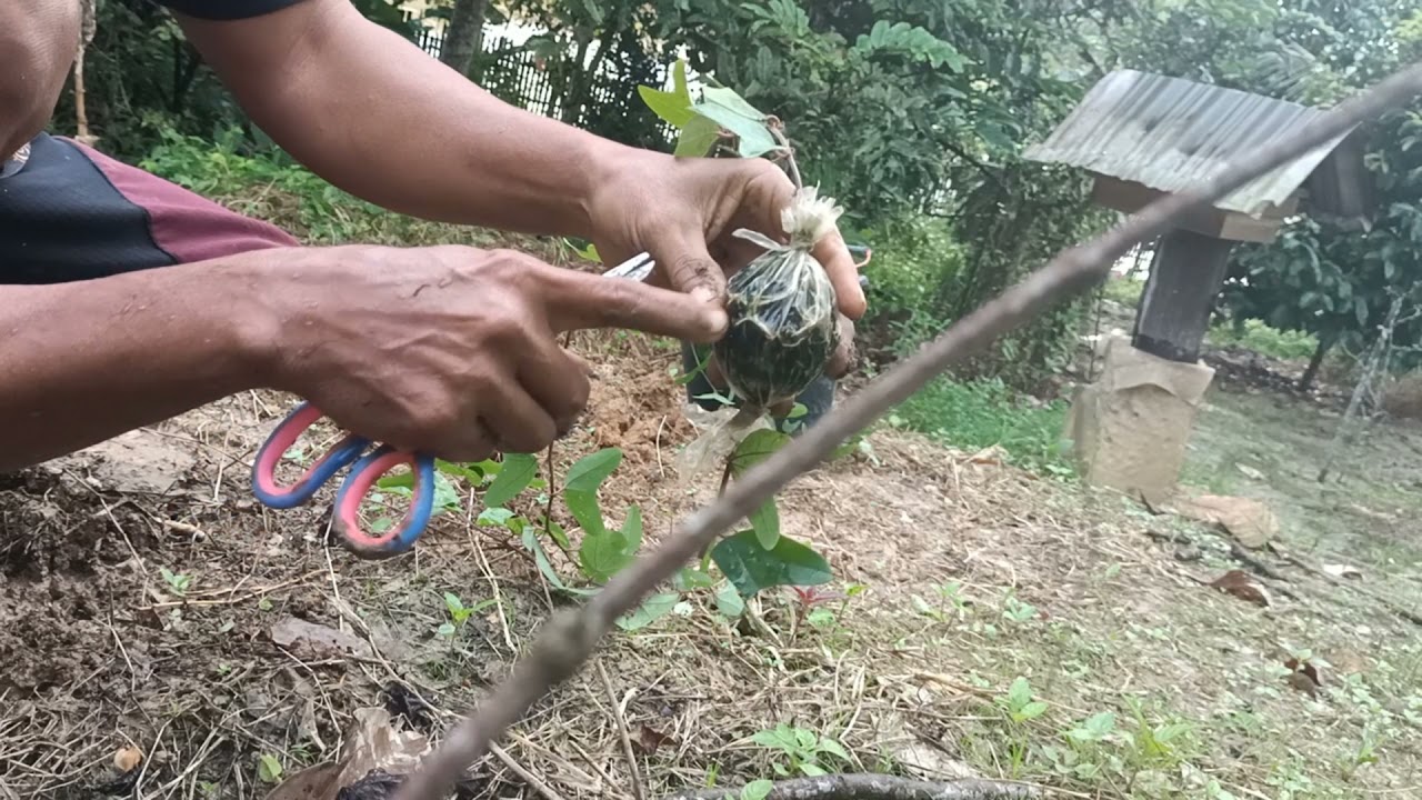 Cara mudah perbanyak bunga Tongkeng ( Pasiflora biflora)@bhuanajayasmartvillage