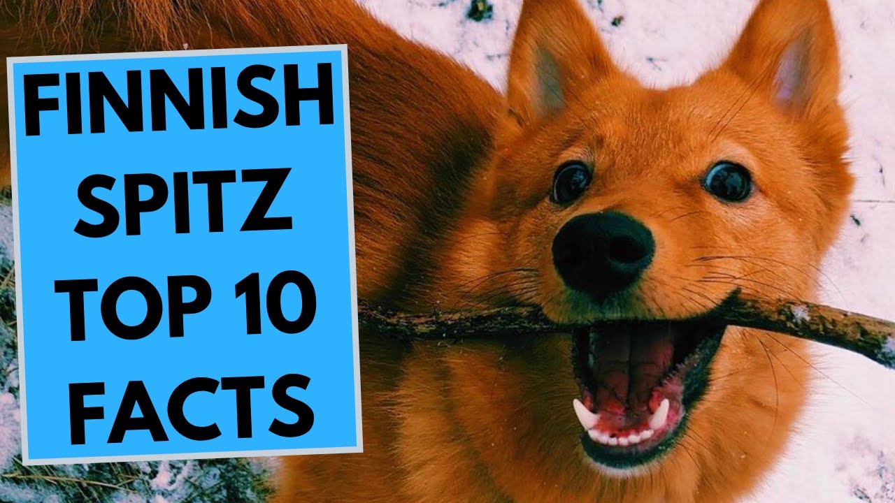 Finnish Spitz - TOP 10 Interesting Facts