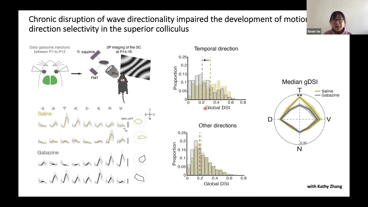 Talk: Retinal waves prime visual motion detection by simulating future optic flow