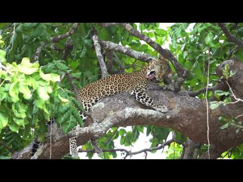 2022 South Luangwa Leopard Clips