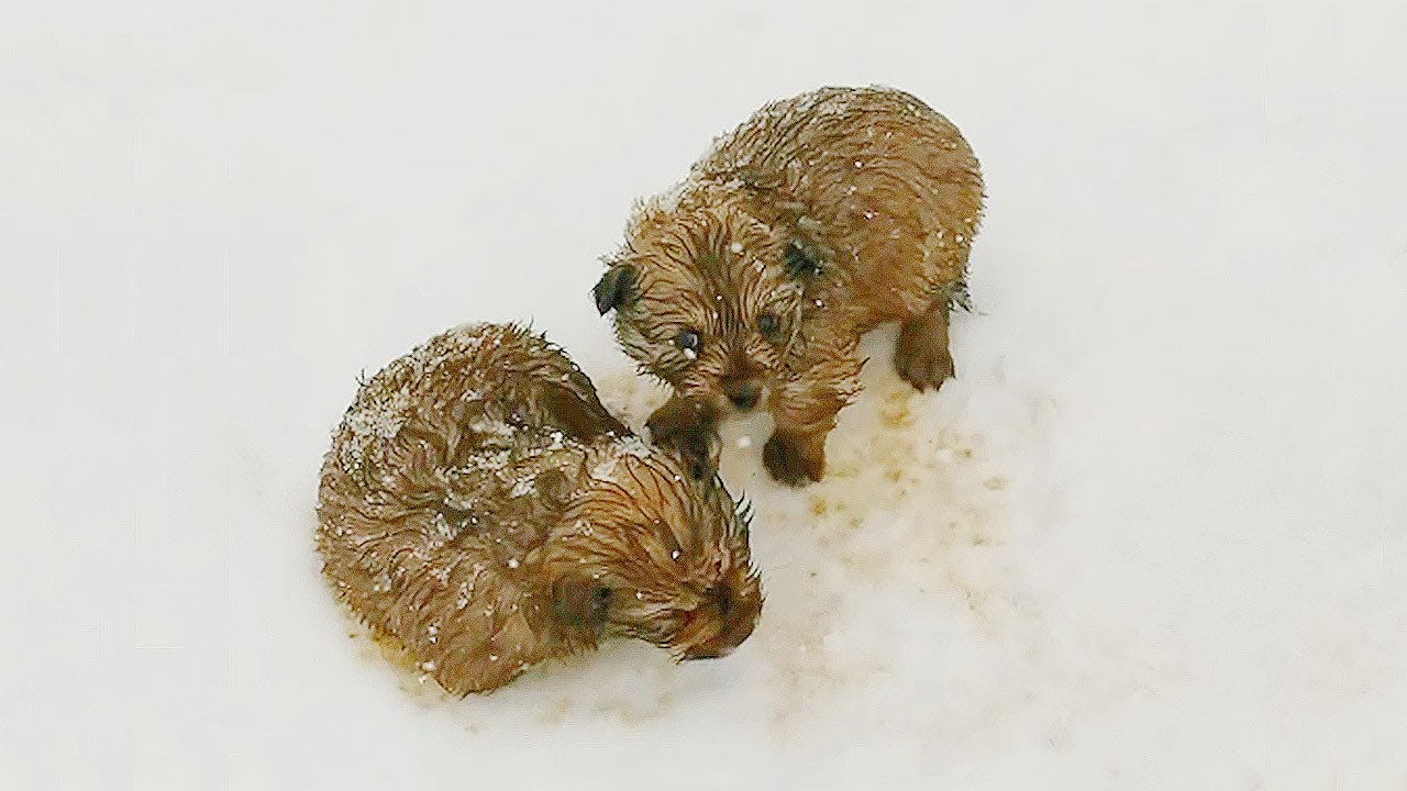 Dad and Son Bravely Rescue Shivering Puppies in Freezing -20 Degree ...