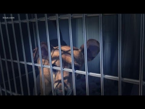 Verify: Does no-kill mean no deaths at shelters?