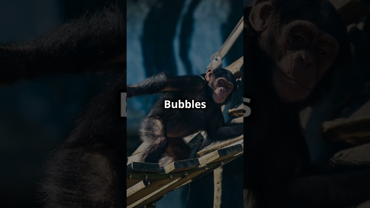 Bubbles: Michael Jackson's Famous Chimpanzee
