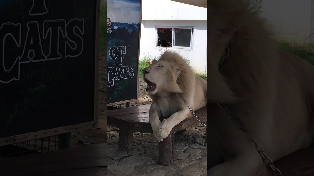 Baluarte Zoo “King Chavit”