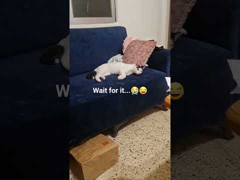 Ma-AH means "come here" in cat?! IT WORKS!!😭 #shorts