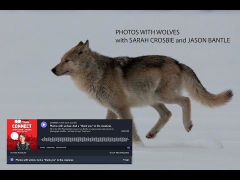 Photos With Wolves