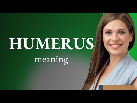 Humerus — definition of HUMERUS