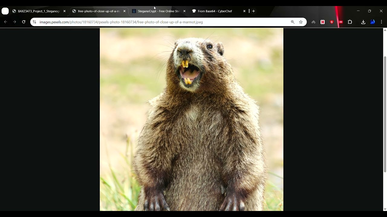 StegCrypt: Automated LSB Steganography Engine (Python)