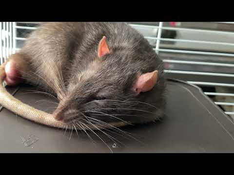 Rat's boggling