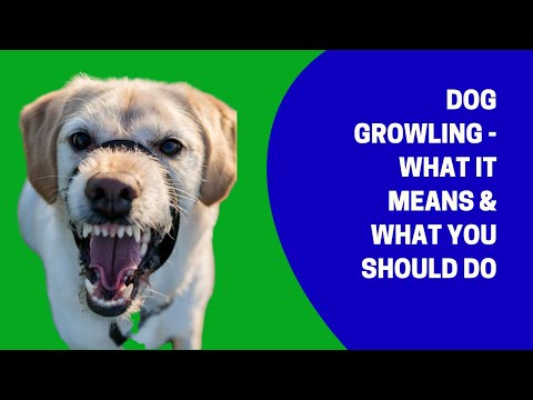 Dog Growling - What It Means & What You Should Do