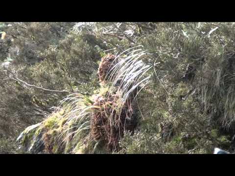 Swampman HD!