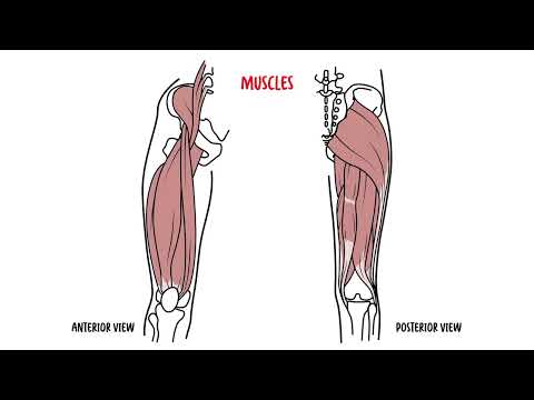 Anatomy of the Hip Joint | Capsule, Muscles & Clinical Relevance Explained