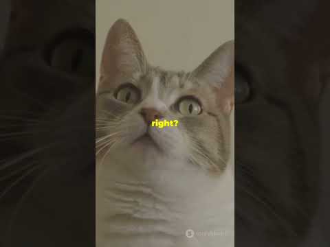 Why Do Cats Purr The Surprising Truth