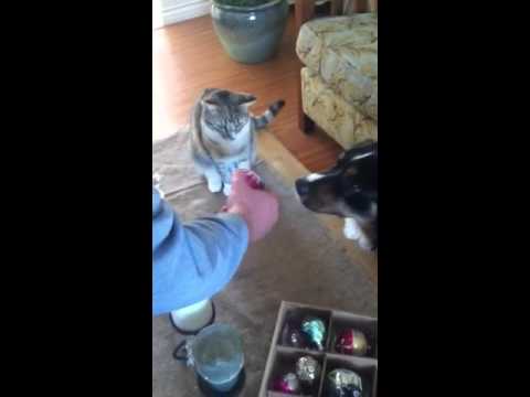 Dog and Cat Checking out Shiny Objects!