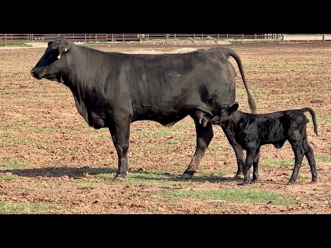 First Calf Brangus Cow & Calf Pair - J&J Cattle Co