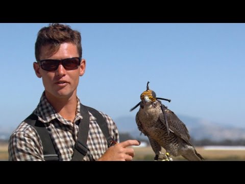How falcons protect vineyards