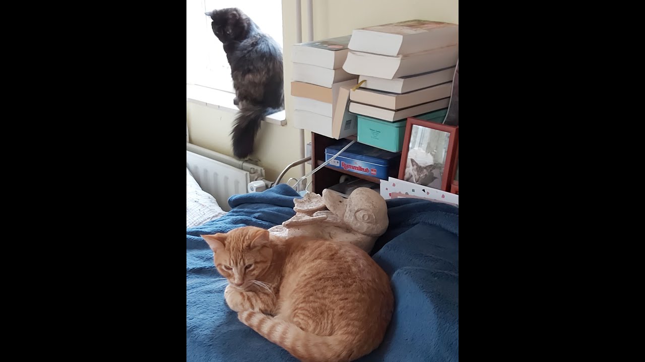 Merida & Hamish | Little Tigers