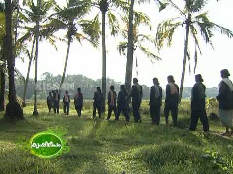 Paddy Cultivation in Fallow Land Kannur