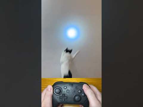 Have You Ever Played This Cat Video Game? #cats #videogames #funnycat