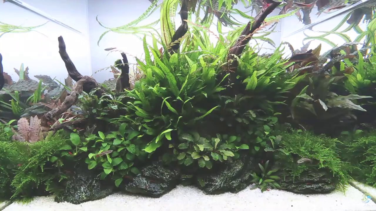 Evolution Aqua 'The Aquascaper' Aquarium Range