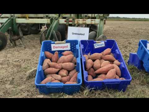 Sweetpotato Field Day - Evaluation of New Wireworm Insecticides and Delivery Methods