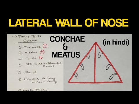 Lateral Wall of Nose | Concha and Meatus | Head & Neck