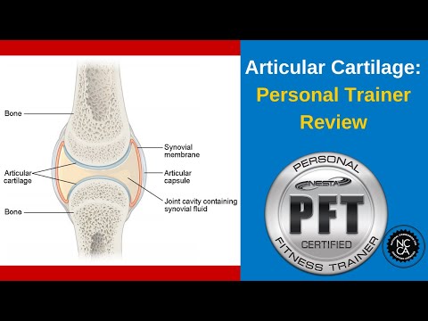 Articular Cartilage - Anatomy Review for Personal Trainers and Fitness Pros