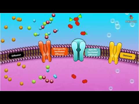 Passive Transport Special Types of Diffusion - Animated membrane physiology