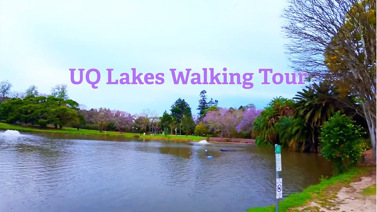 Brisbane Walking Tour | UQ St Lucia | Jacaranda Season Around the Campus