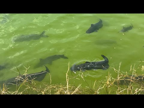 Purina Catfish 32 Floating Fish Feed Diet, 50 lb. Bag at Tractor Supply Co