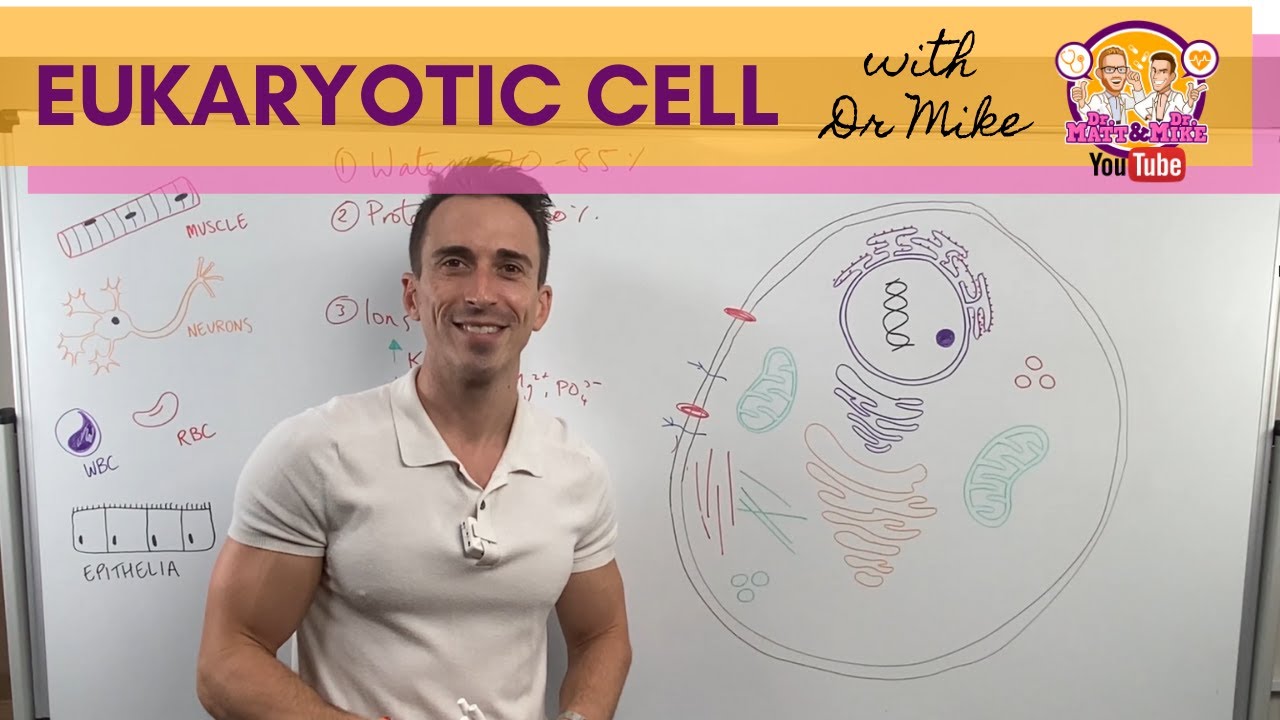 Overview of the Eukaryotic Cell