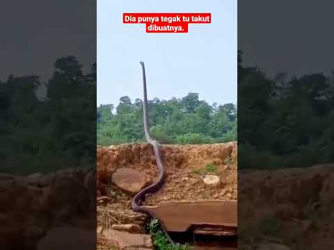 'King Cobra' tegak berdiri menanti mangsa.. ‼️#short