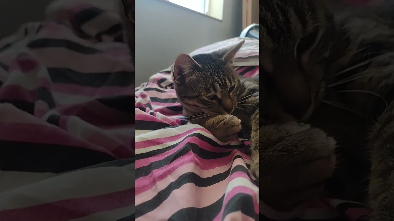 #rubyorignal #cat #kitty #cuteanimals #cutecats