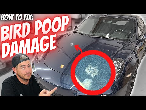 How to fix BIRD DROPPING DAMAGE on your car | Car Detailing Tips