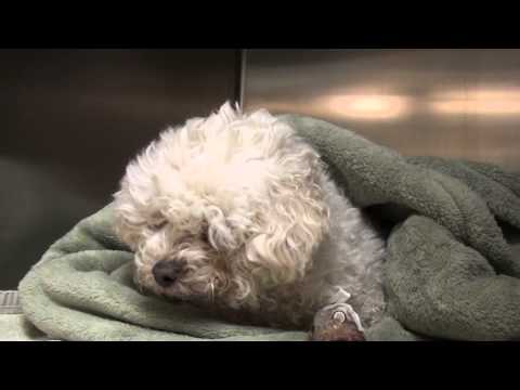 Weak Hypoglycemic Dog: Blood Tests, Karo Syrup, and IV Fluids Helped!