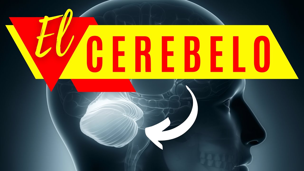 🧠THE CEREBELLUM (functions, structure, diseases and injuries) | NEUROSCIENCE