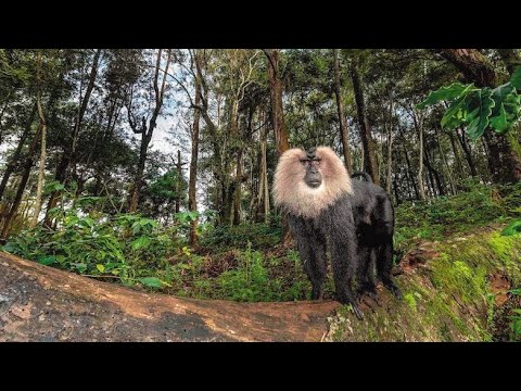Lion-tailed macaque (Macaca silenus) of the Sahyadri Mountain range (Southern India)